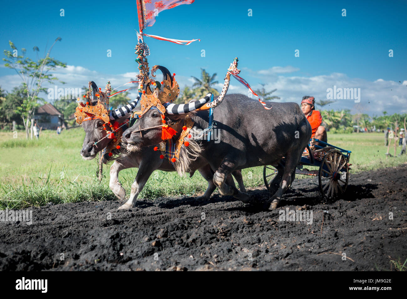 NEGARA, BALI, INDONESIA - JULY 16: Traditional buffalo race known as ...