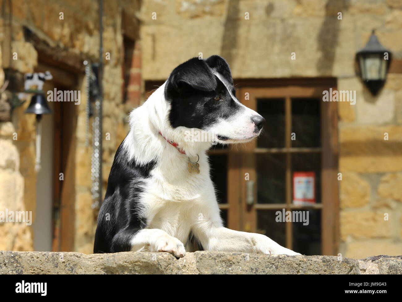 Working sheepdog hi-res stock photography and images - Alamy