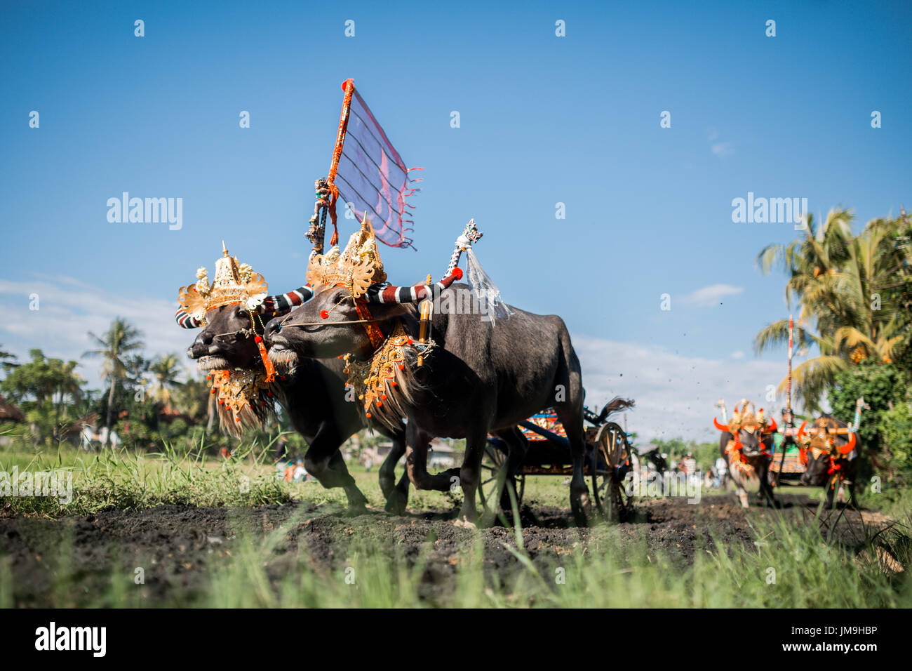 Makepung - traditional balinese bull races held in Jembrana Regency ...