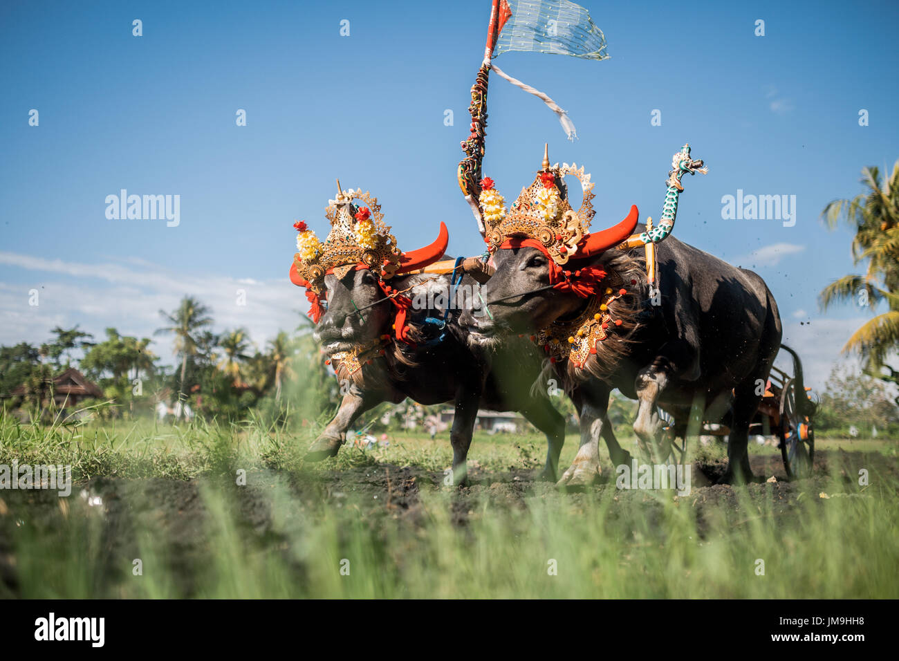 Makepung - traditional balinese bull races held in Jembrana Regency ...