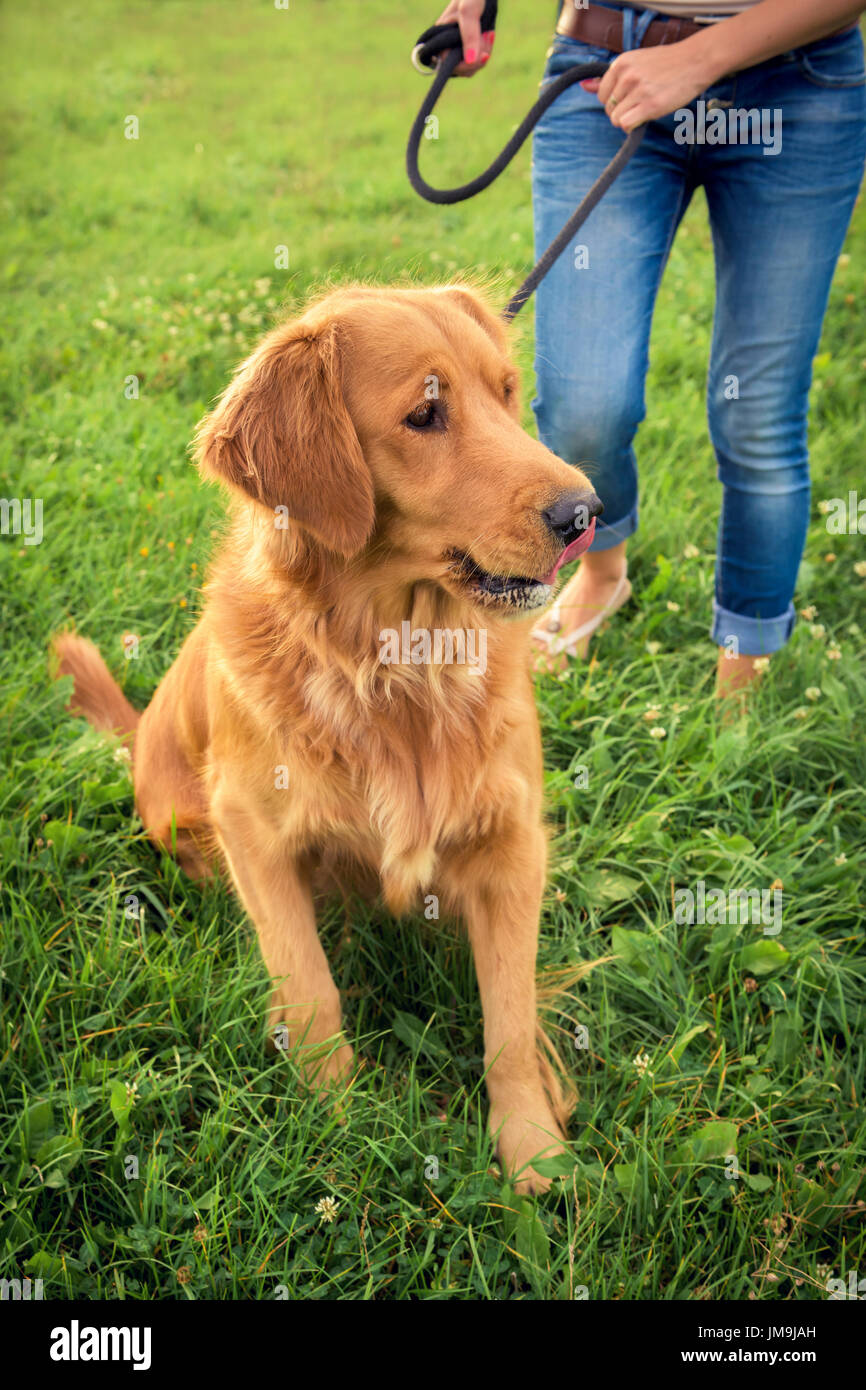 Golden retriever with her owner Stock Photo - Alamy