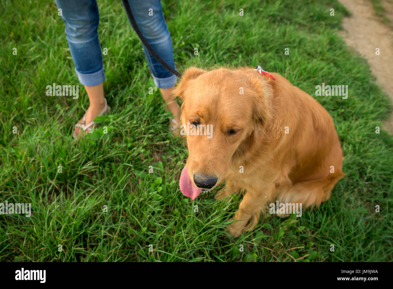 Golden retriever with her owner Stock Photo - Alamy