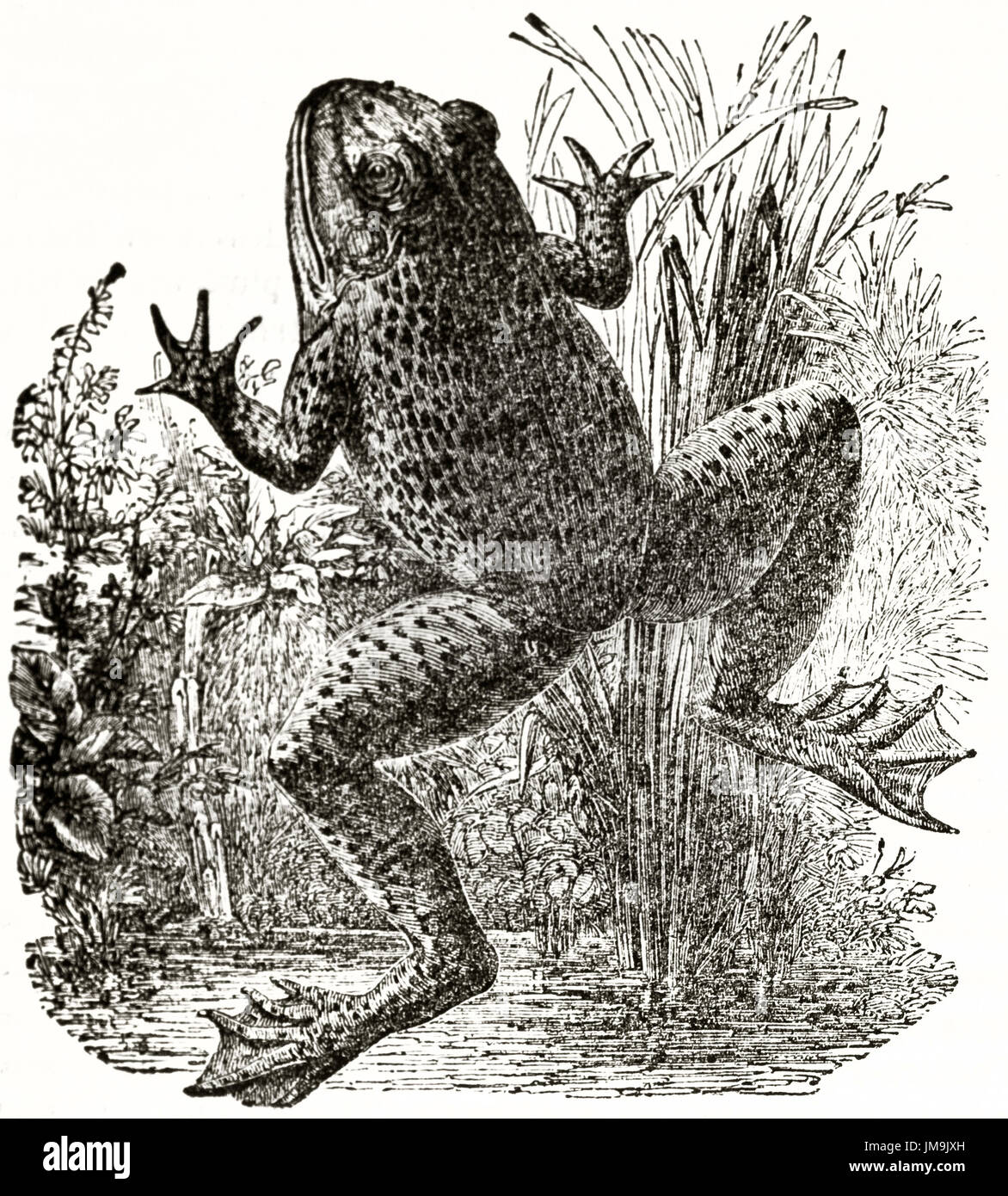 Bullfrog webbed feet hi-res stock photography and images - Alamy