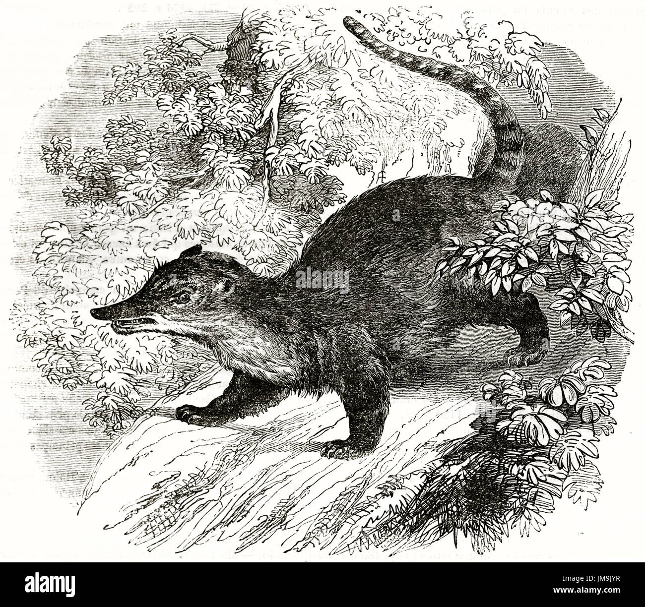 Old illustration of South-American Coati (Nasua nasua). By unidentified ...