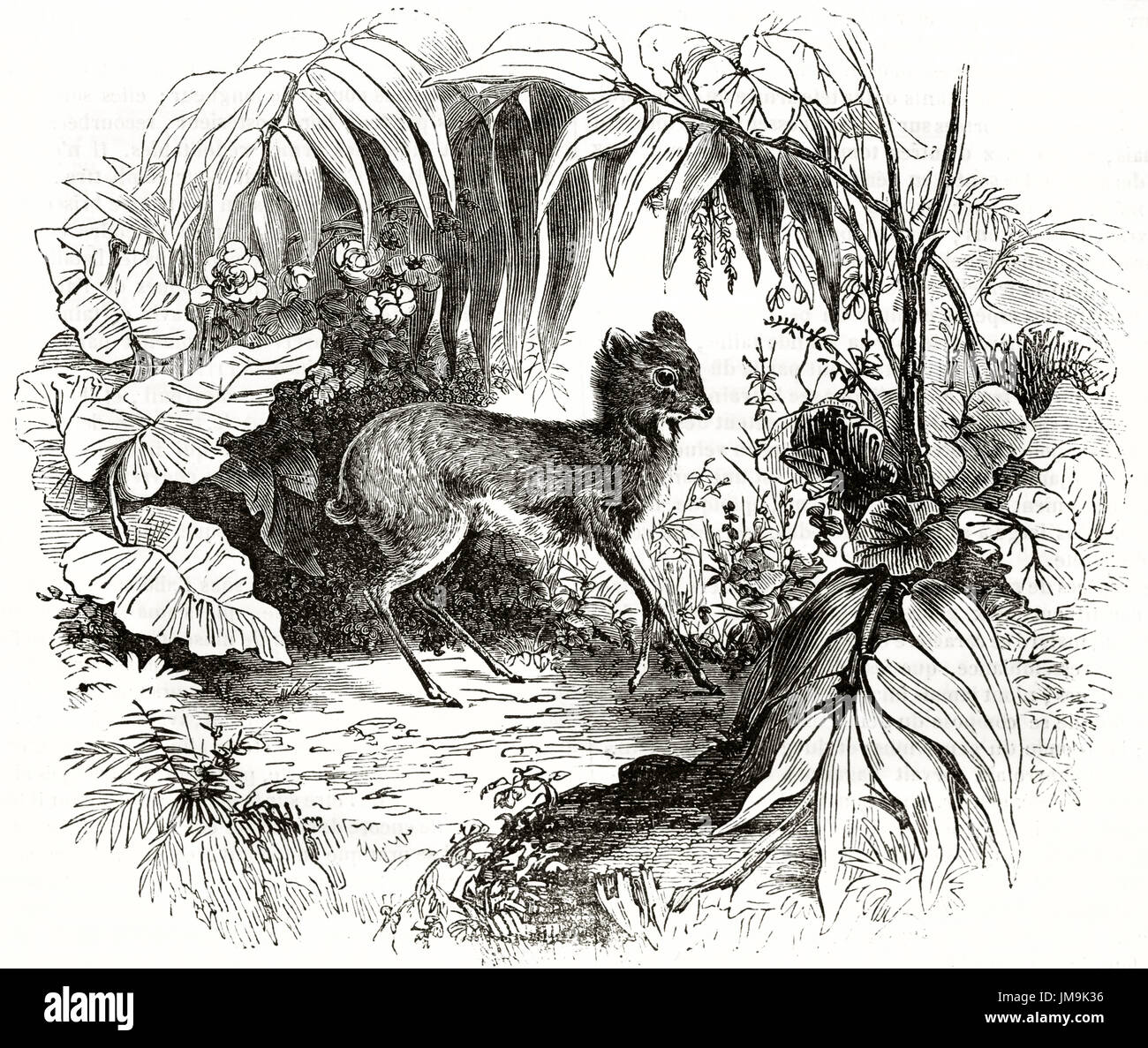 Old illustration of a Kanchil (Tragulus kanchil). By unidentified ...