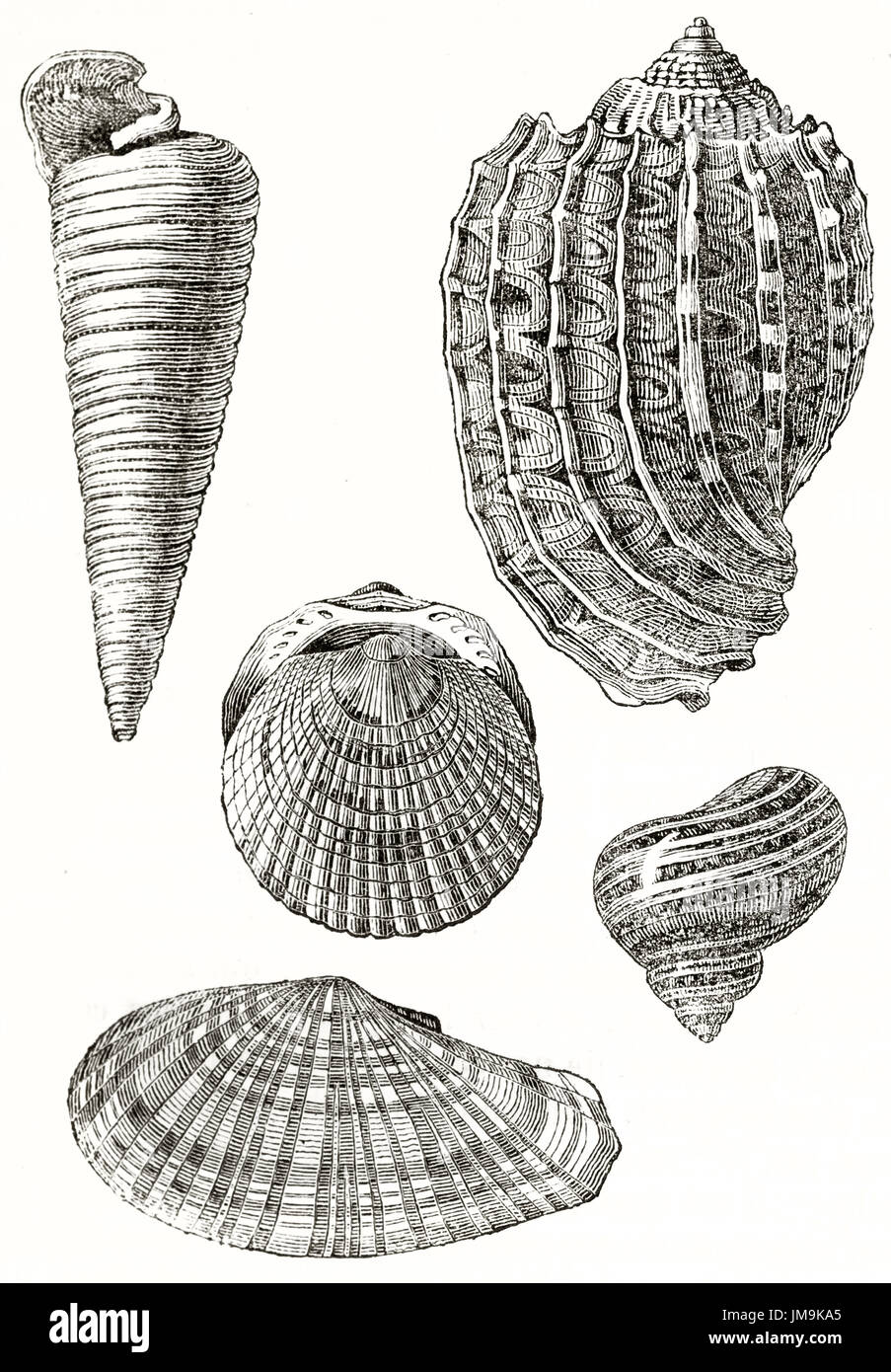 Five shells Cut Out Stock Images & Pictures - Alamy