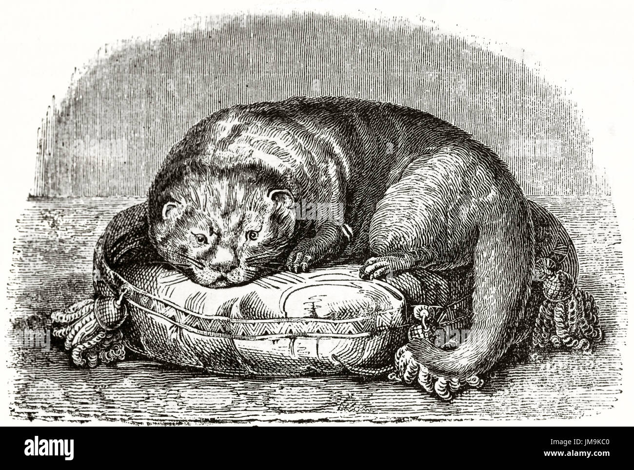 Old illustration of Sobieski's otter, used to be the pet of Polish king ...