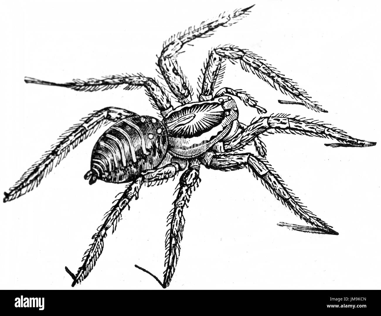 Old illustration of Tarantula (Lycosa tarantula). By unidentified ...