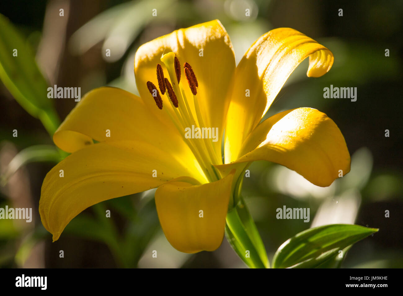Yellow Lilium Flower Stock Photo - Alamy