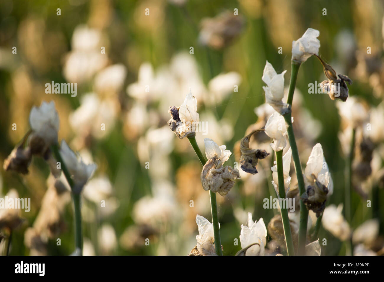 Dry Iris Flowers Stock Photo - Alamy