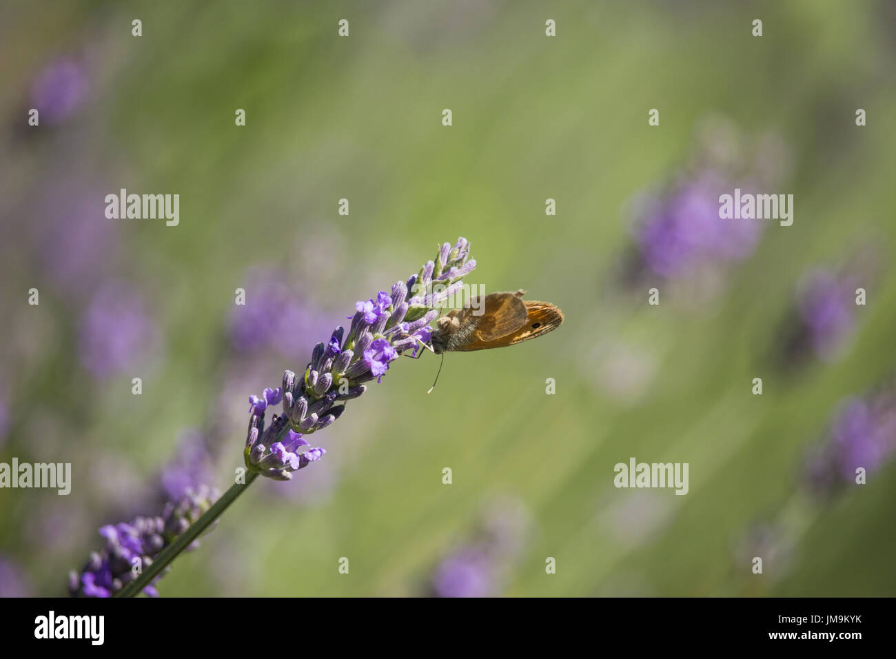 Maniola jurtina on lavandula hi-res stock photography and images - Alamy