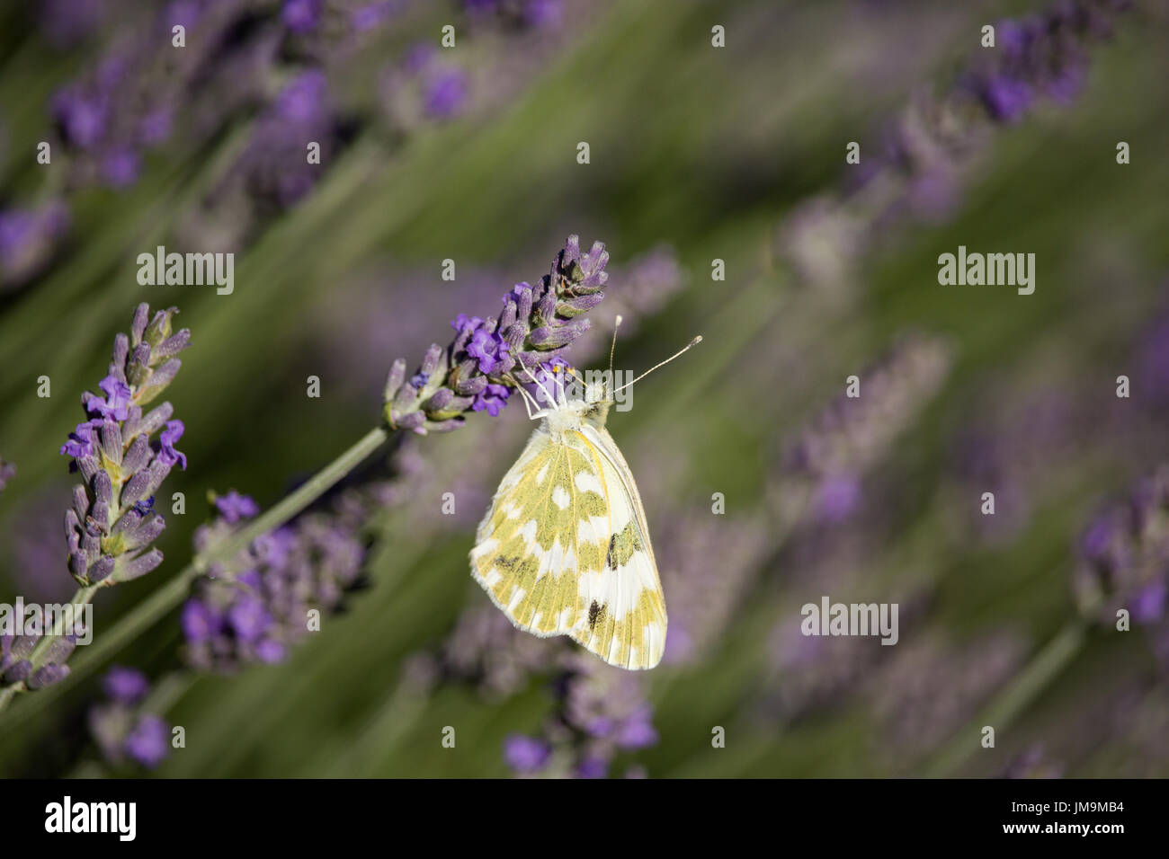 Pontia daplidice hi-res stock photography and images - Alamy