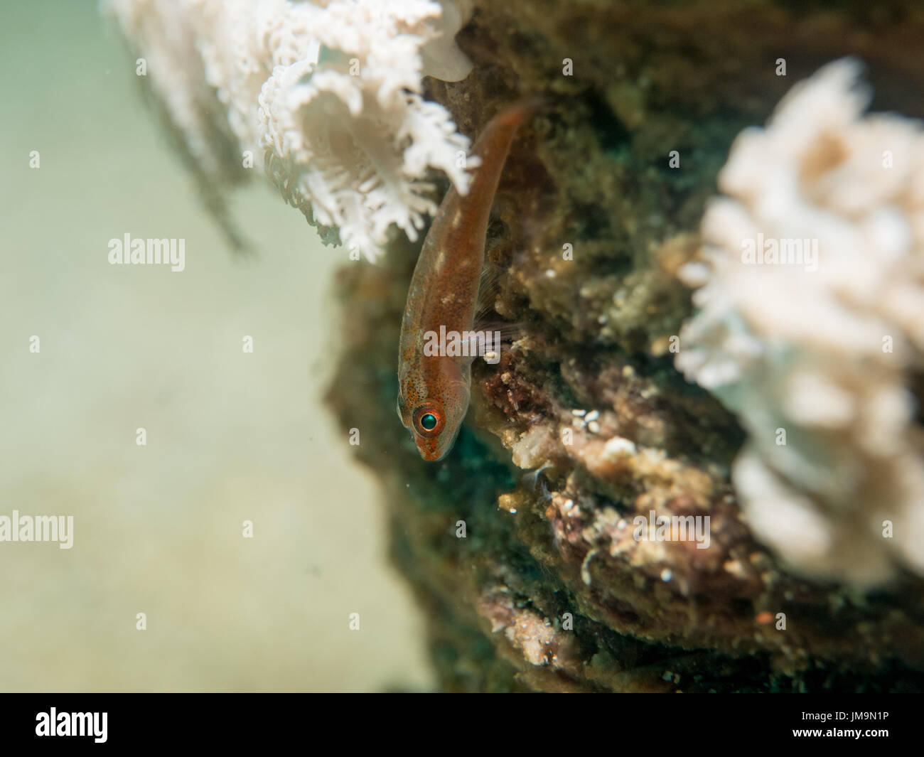 Sea goby exotic fish underwater hi-res stock photography and images - Alamy