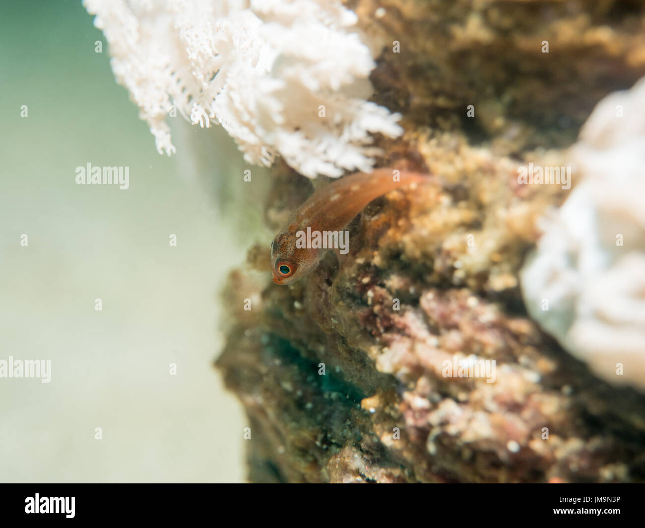 Goby fish at under the sea, Philippines Stock Photo - Alamy