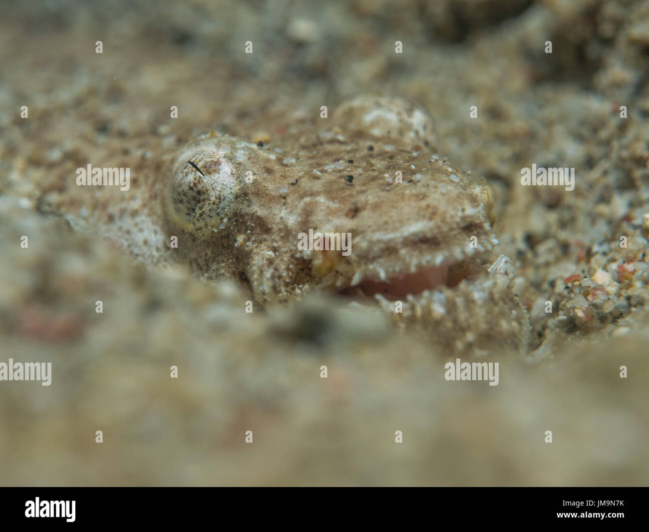 fish under sand at underwater, Philippines Stock Photo - Alamy