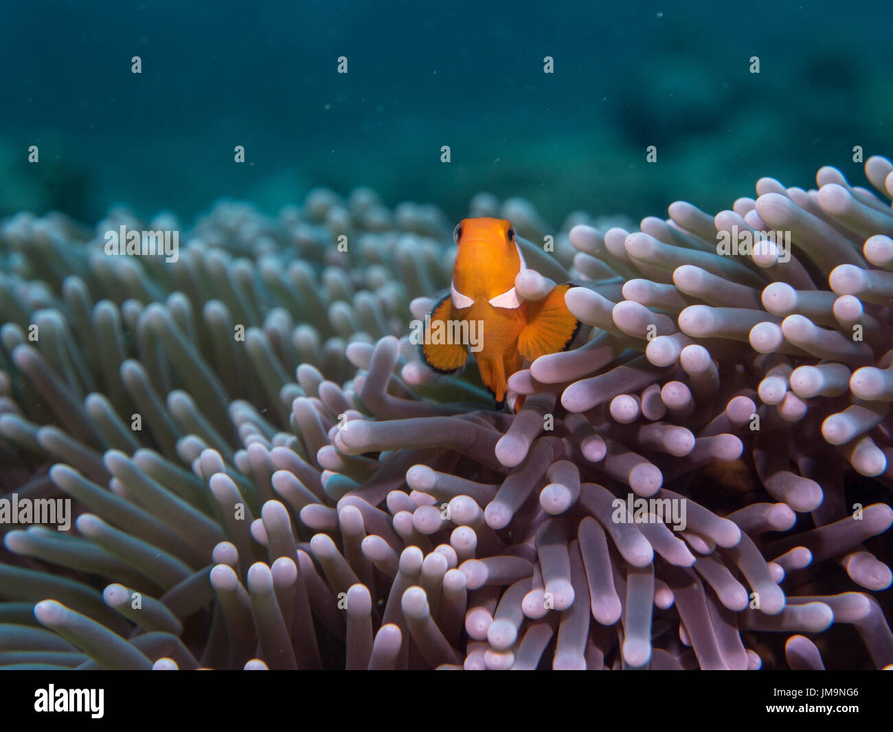 Anemone fish at under the sea, Philippines Stock Photo - Alamy