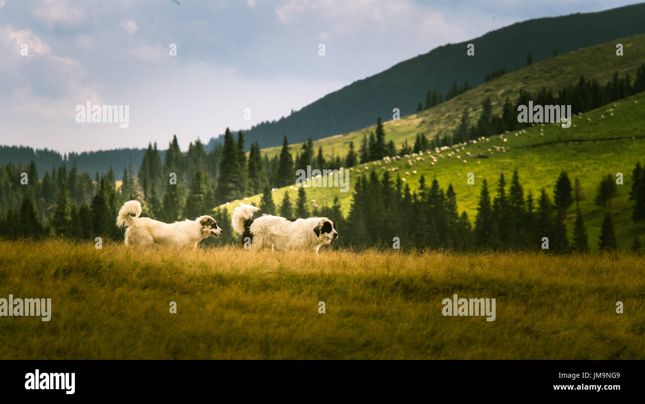 Alpine shepherd portrait hi-res stock photography and images - Alamy