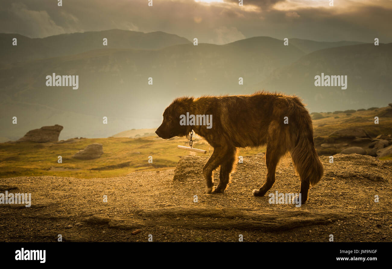 Alpine shepherd portrait hi-res stock photography and images - Alamy