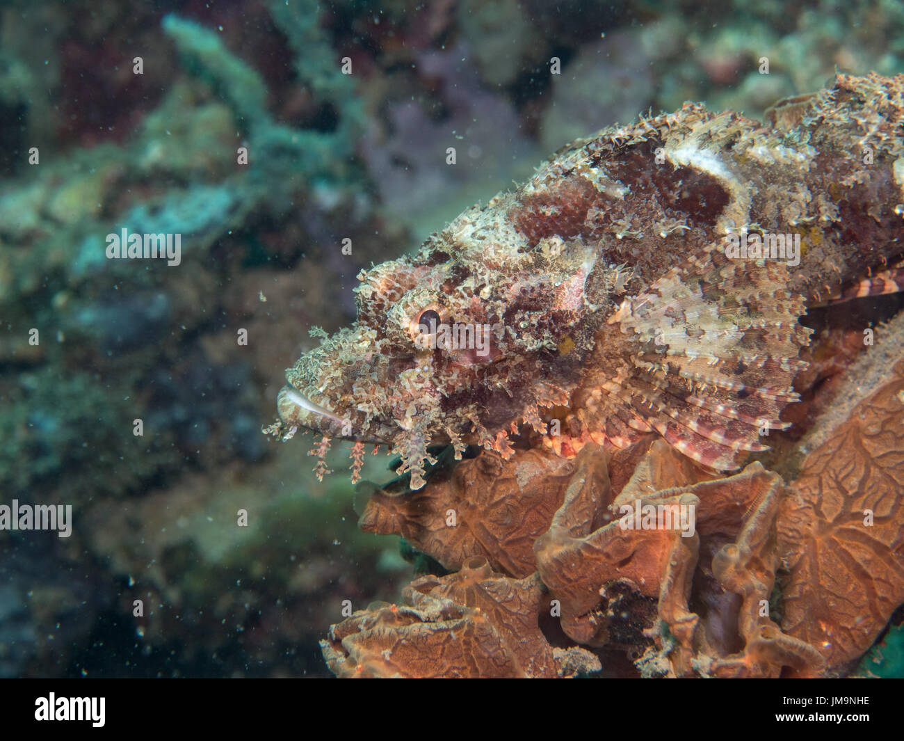 scorpion fish at under the sea, Philippines Stock Photo - Alamy