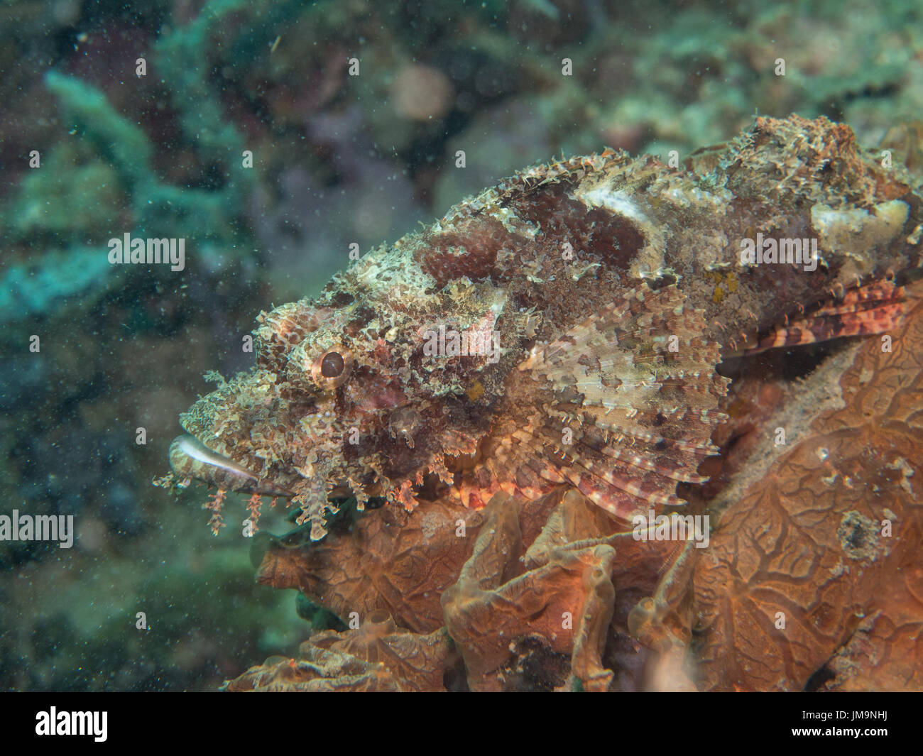 scorpion fish at under the sea, Philippines Stock Photo - Alamy