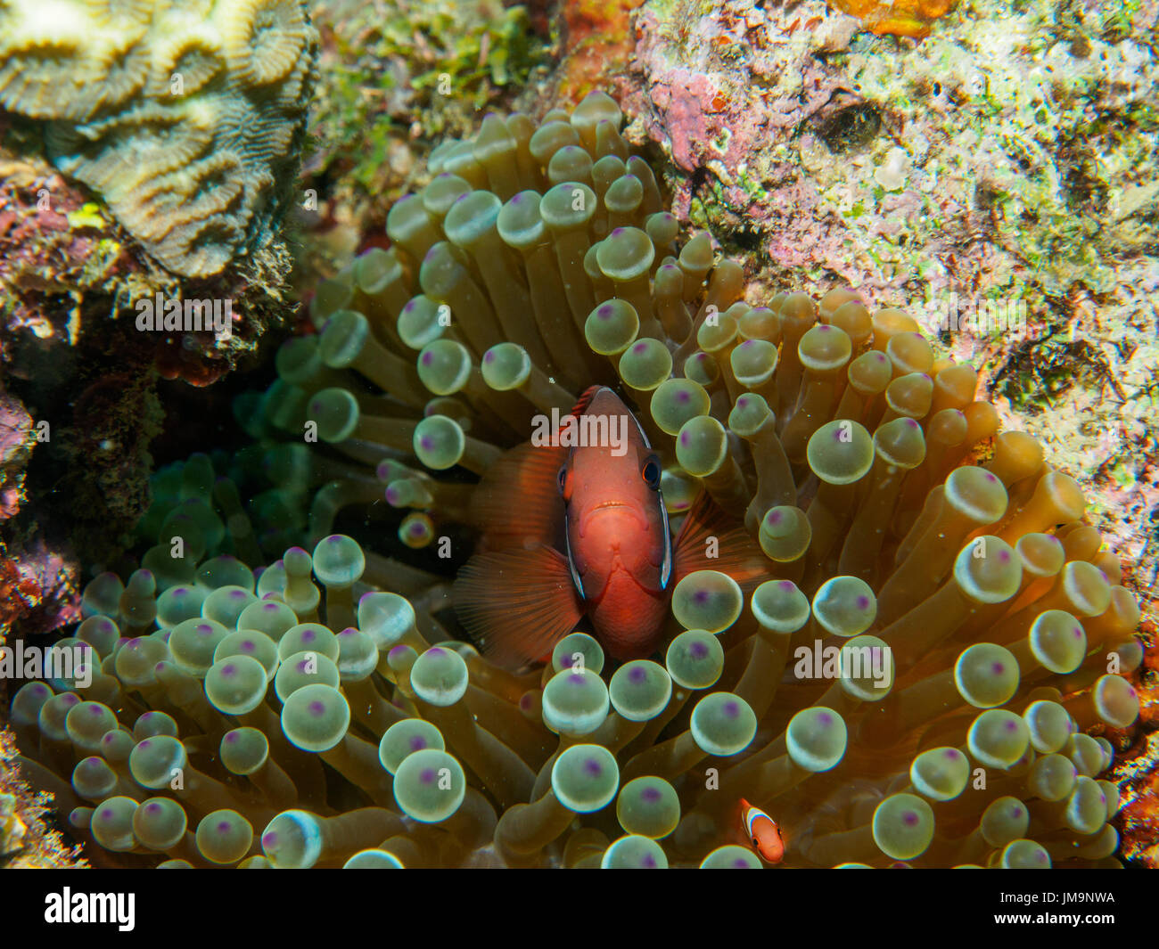 Anemone fish at under the sea, Philippines Stock Photo - Alamy