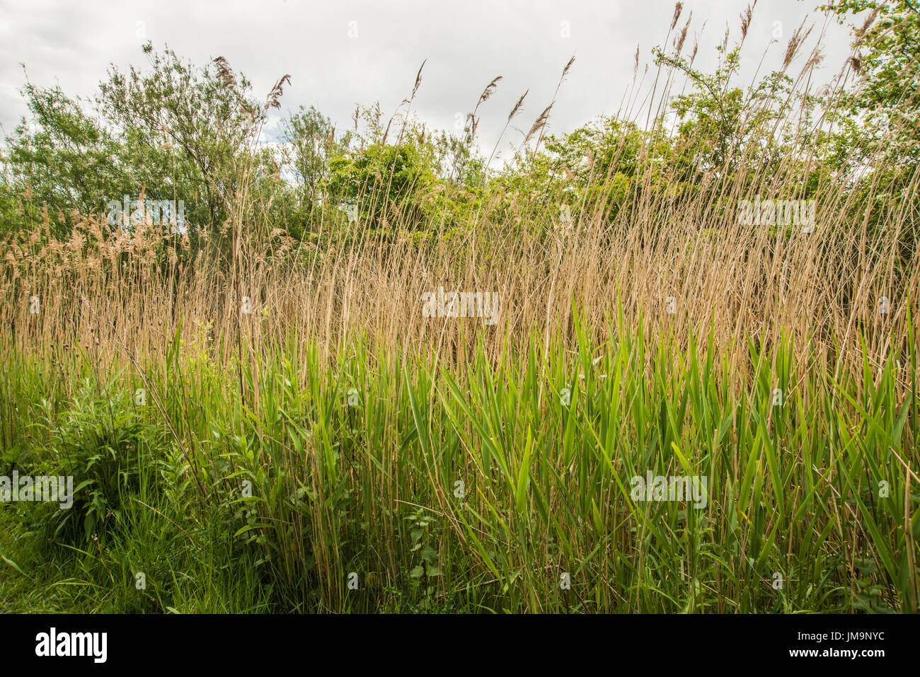 reeds growing by the way side Ray Boswell Stock Photo - Alamy