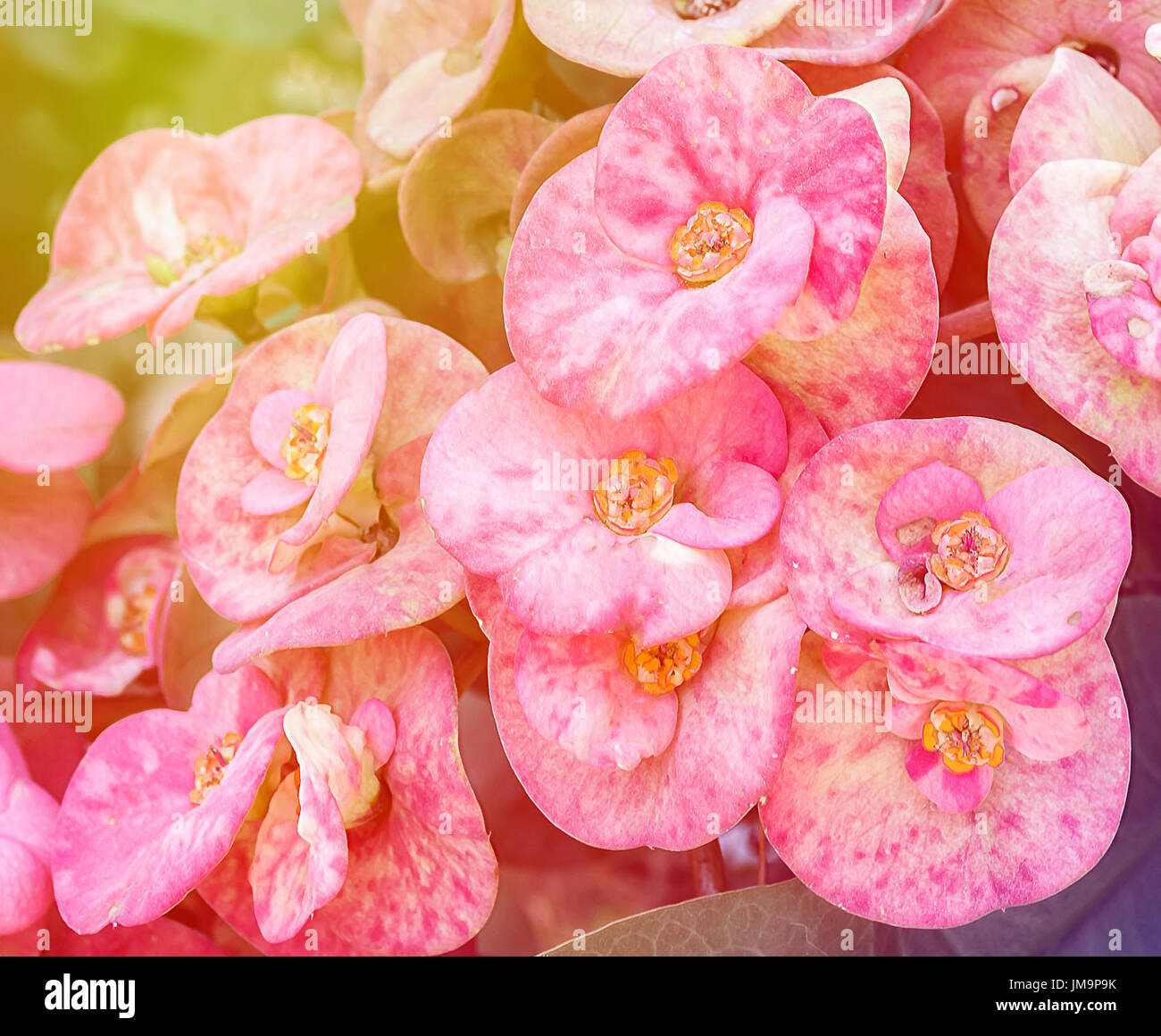 Poi sian hi-res stock photography and images - Alamy