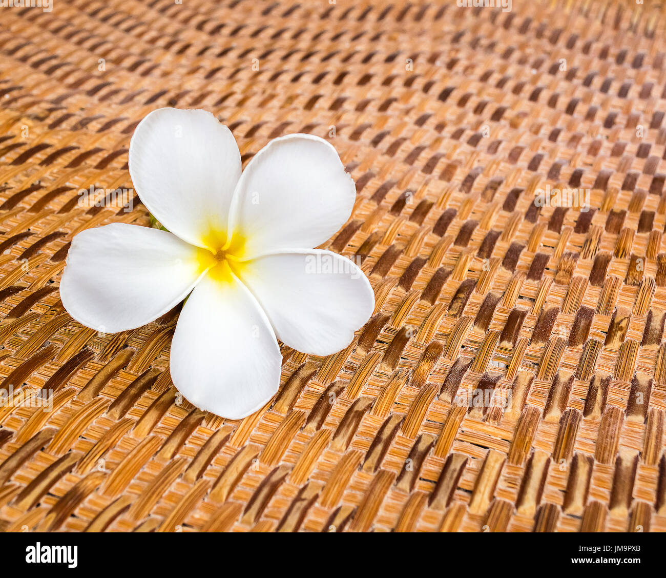 Frangipani Tropical Flowers High Resolution Stock Photography and ...