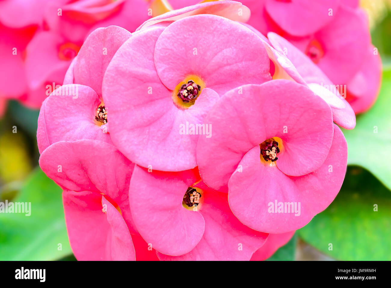 Poi sian hi-res stock photography and images - Alamy