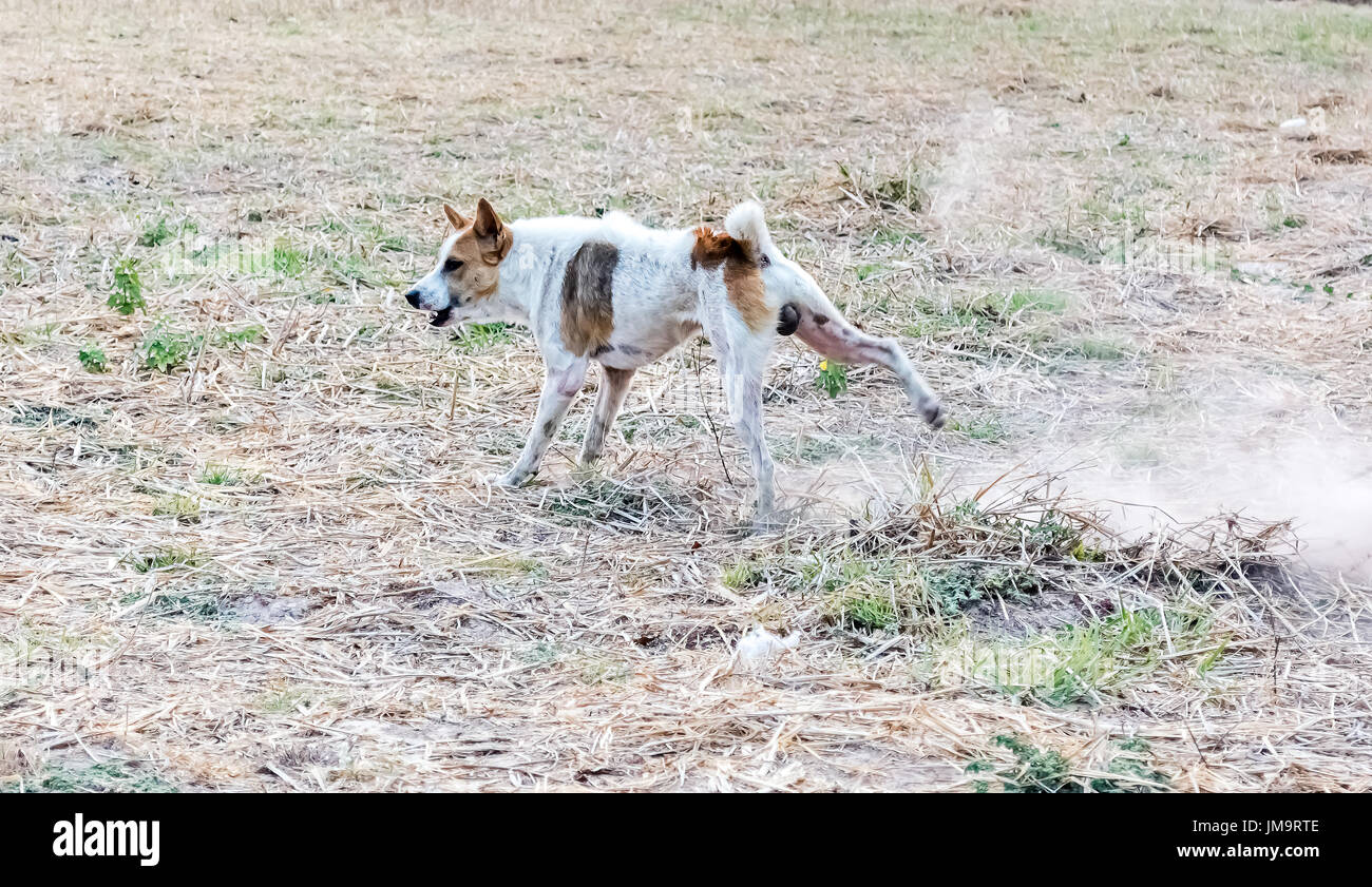 Dog dig garden hi-res stock photography and images - Alamy