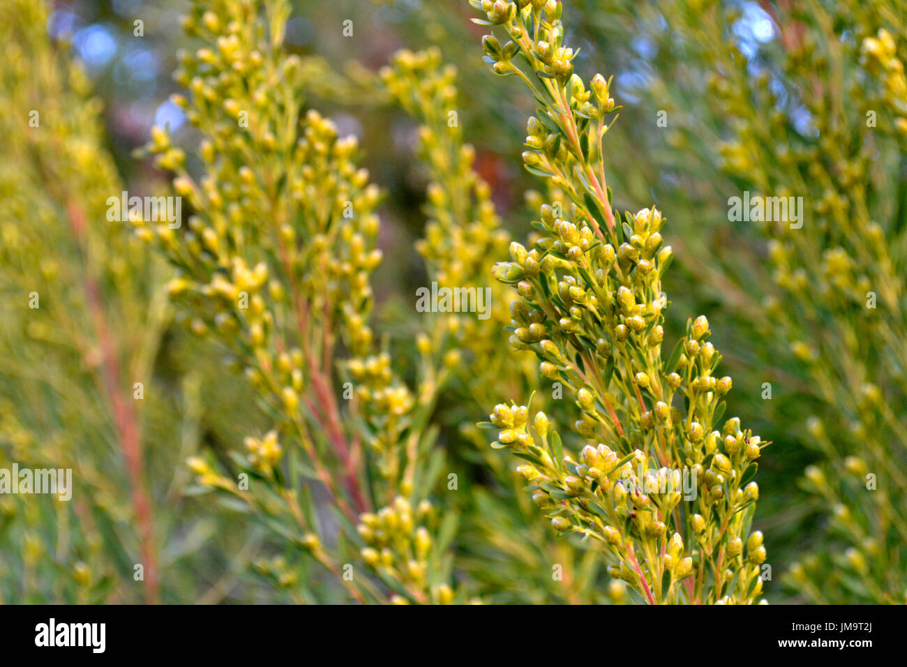 Inflorescences of the common Spinningtop Conebush (Leucadendron rubrum ...