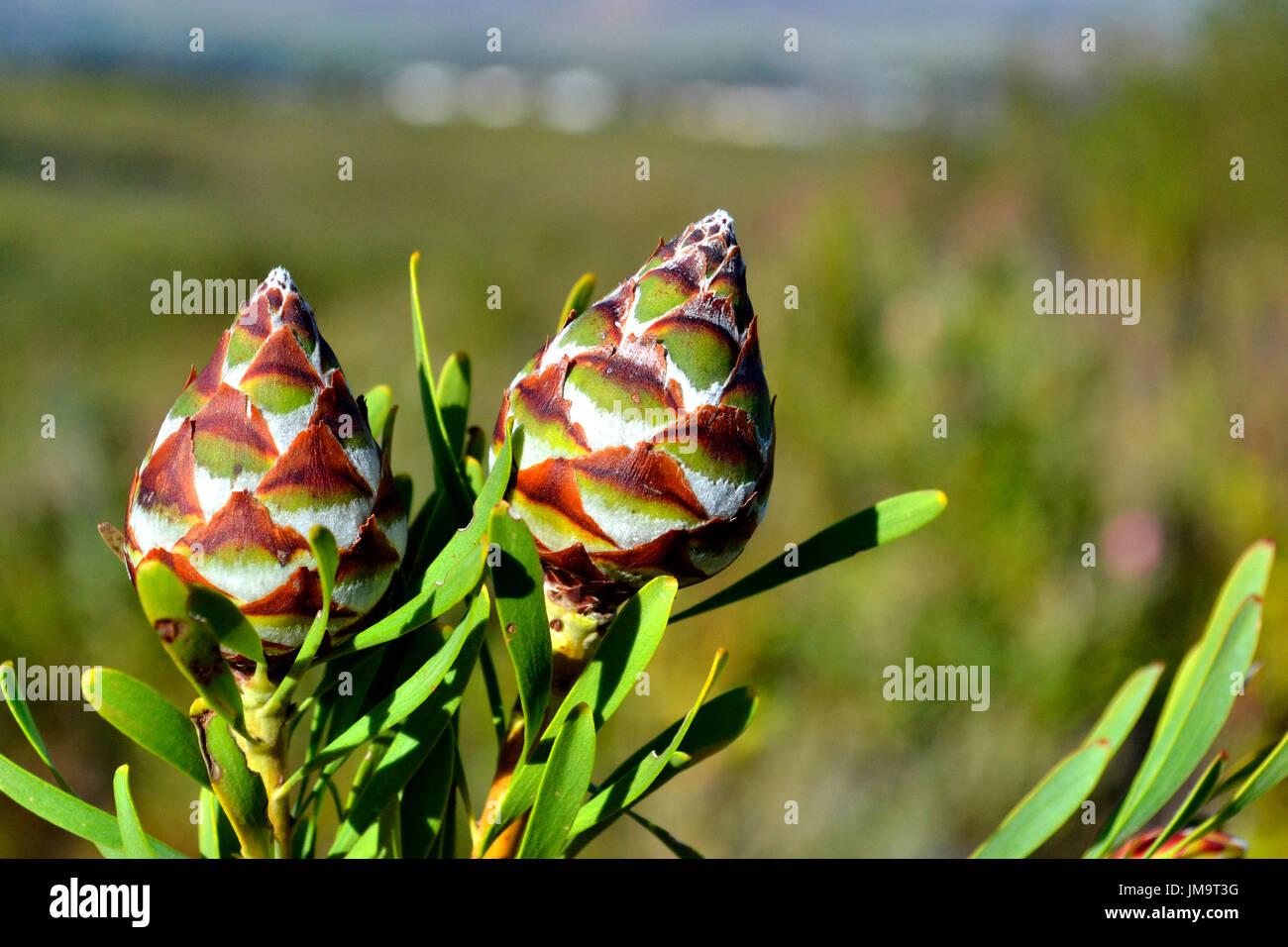 Inflorescences of the common Spinningtop Conebush (Leucadendron rubrum ...