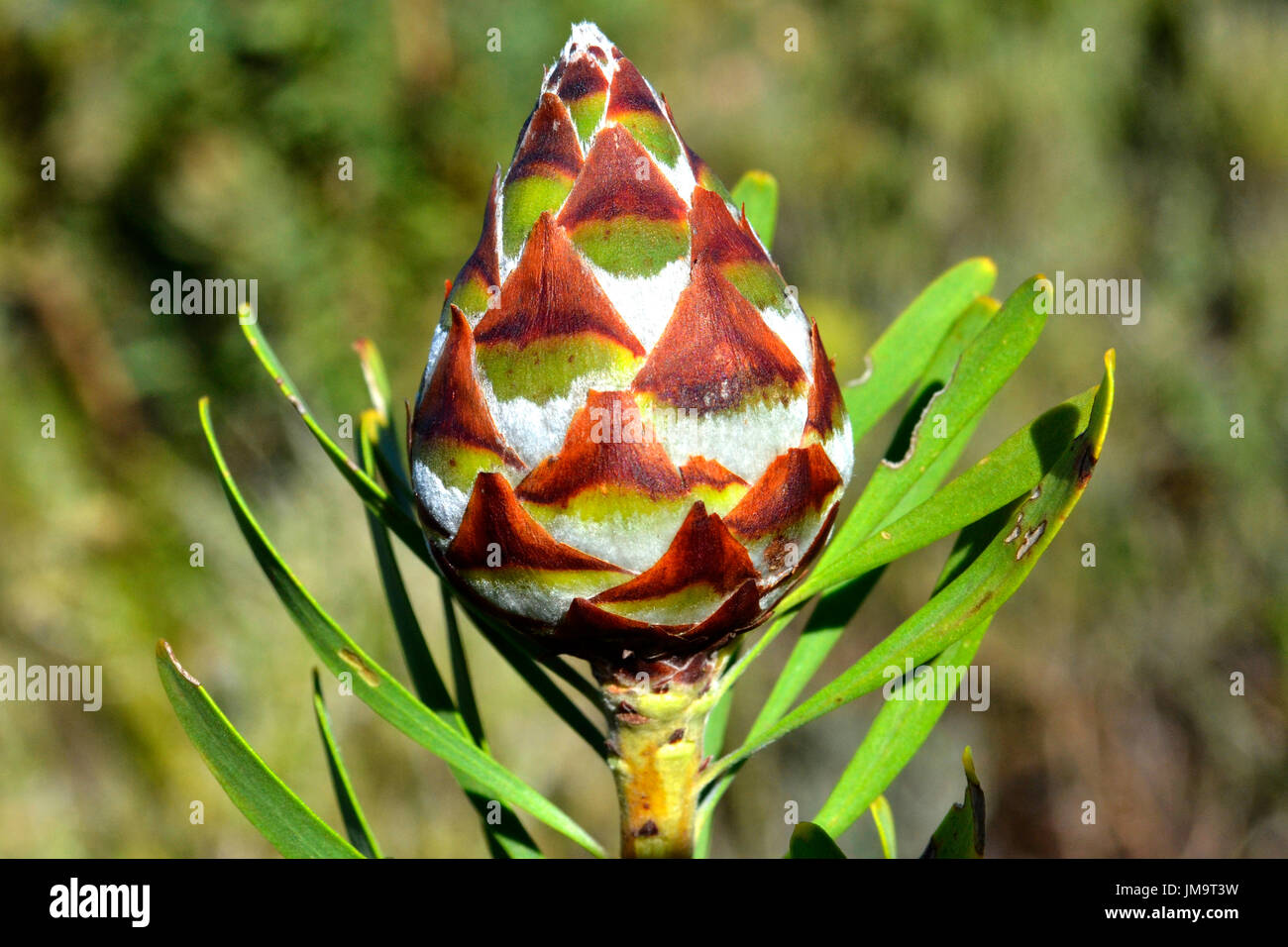 Inflorescences of the common Spinningtop Conebush (Leucadendron rubrum ...