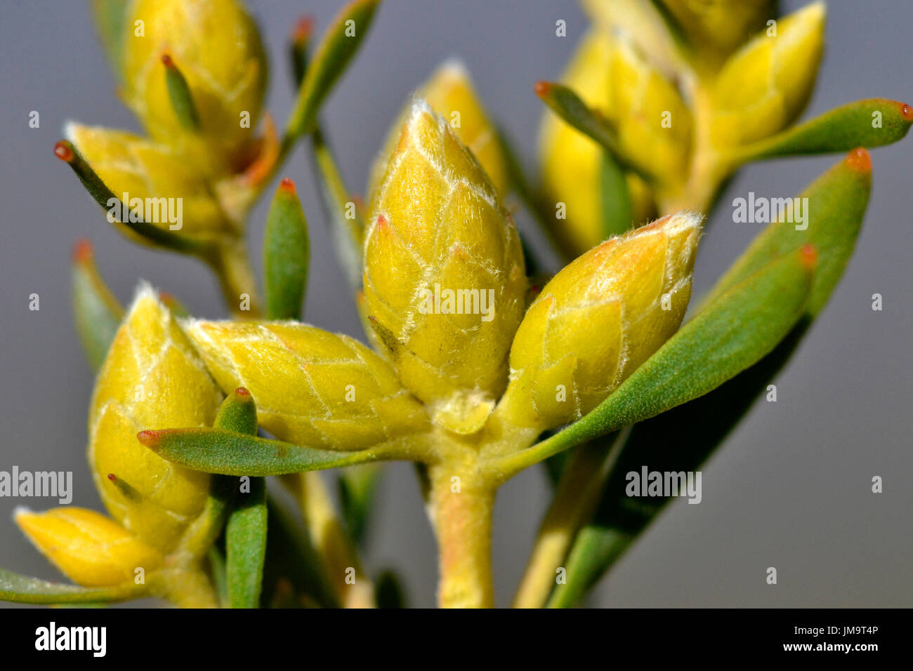 Inflorescences of the common Spinningtop Conebush (Leucadendron rubrum ...