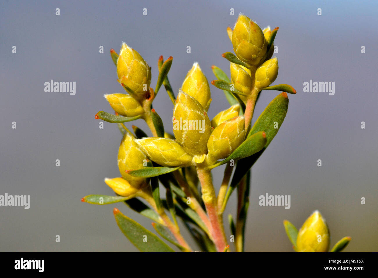 Leucadendron rubrum hi-res stock photography and images - Alamy