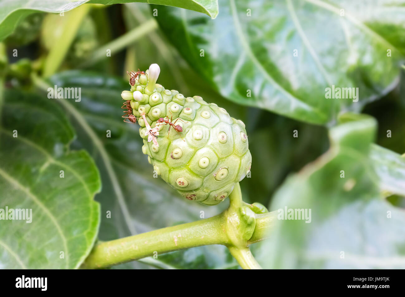 Indian mulberry hi-res stock photography and images - Alamy