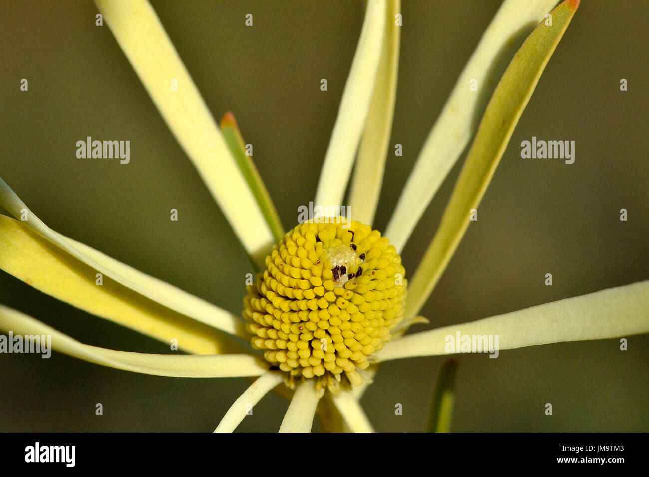Male inflorescence of the common Sunshine Conebush flowering on the ...