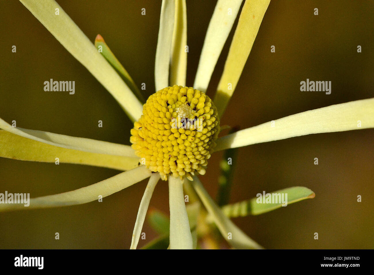 Male inflorescence of the common Sunshine Conebush flowering on the ...