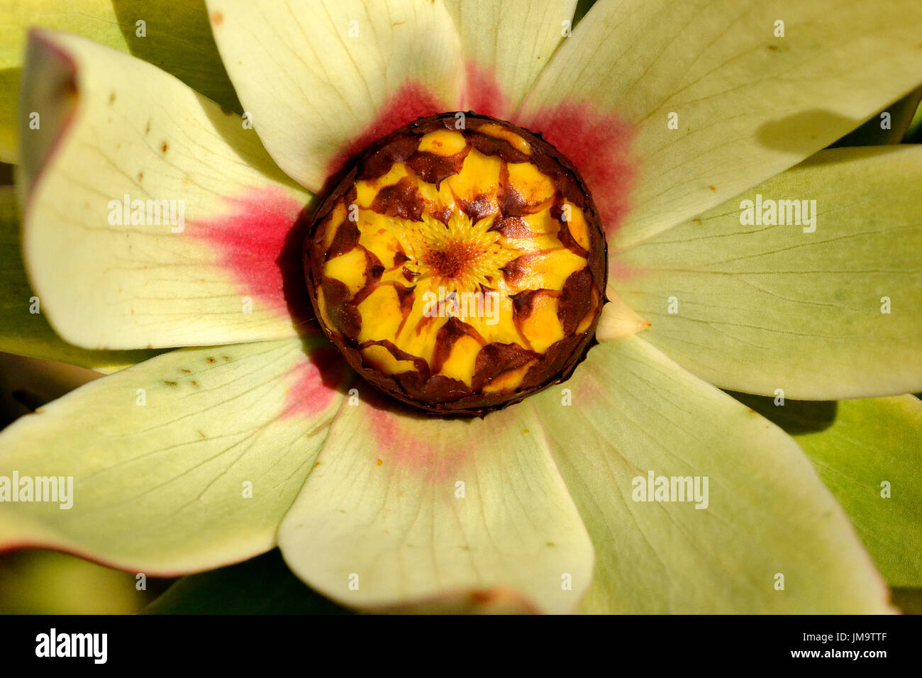 Western Sun Bush (Leucadendron sessile) growing and flowering ...