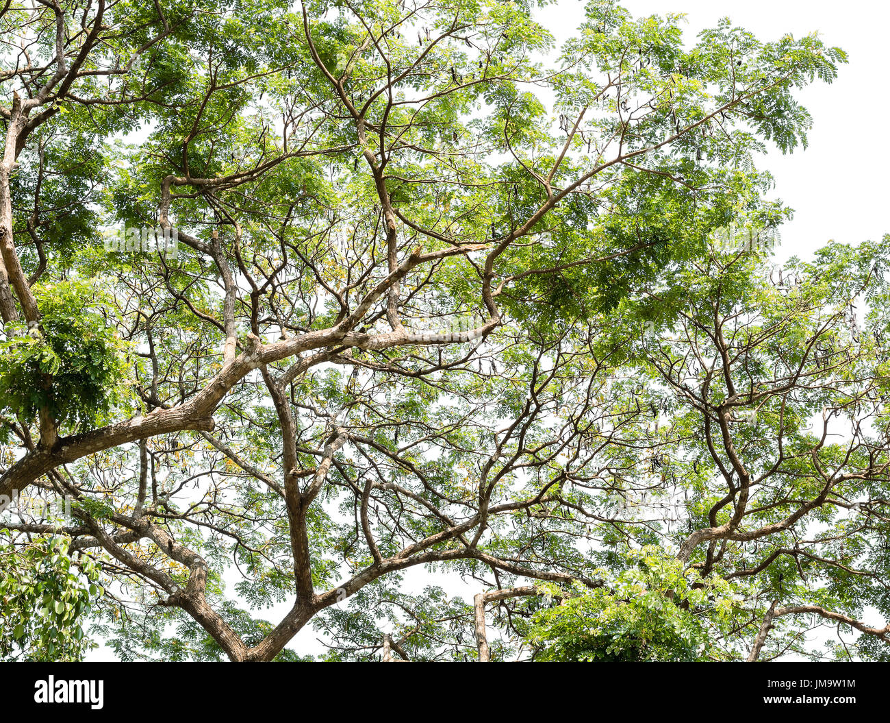 Big tree with branches Stock Photo - Alamy