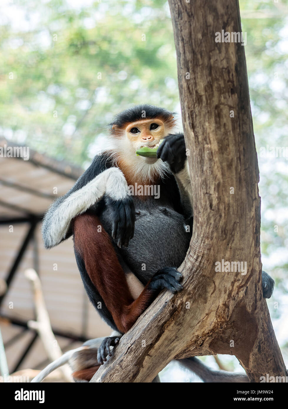 Red-shanked Douc Langur or Pygathrix nemaeus Stock Photo - Alamy