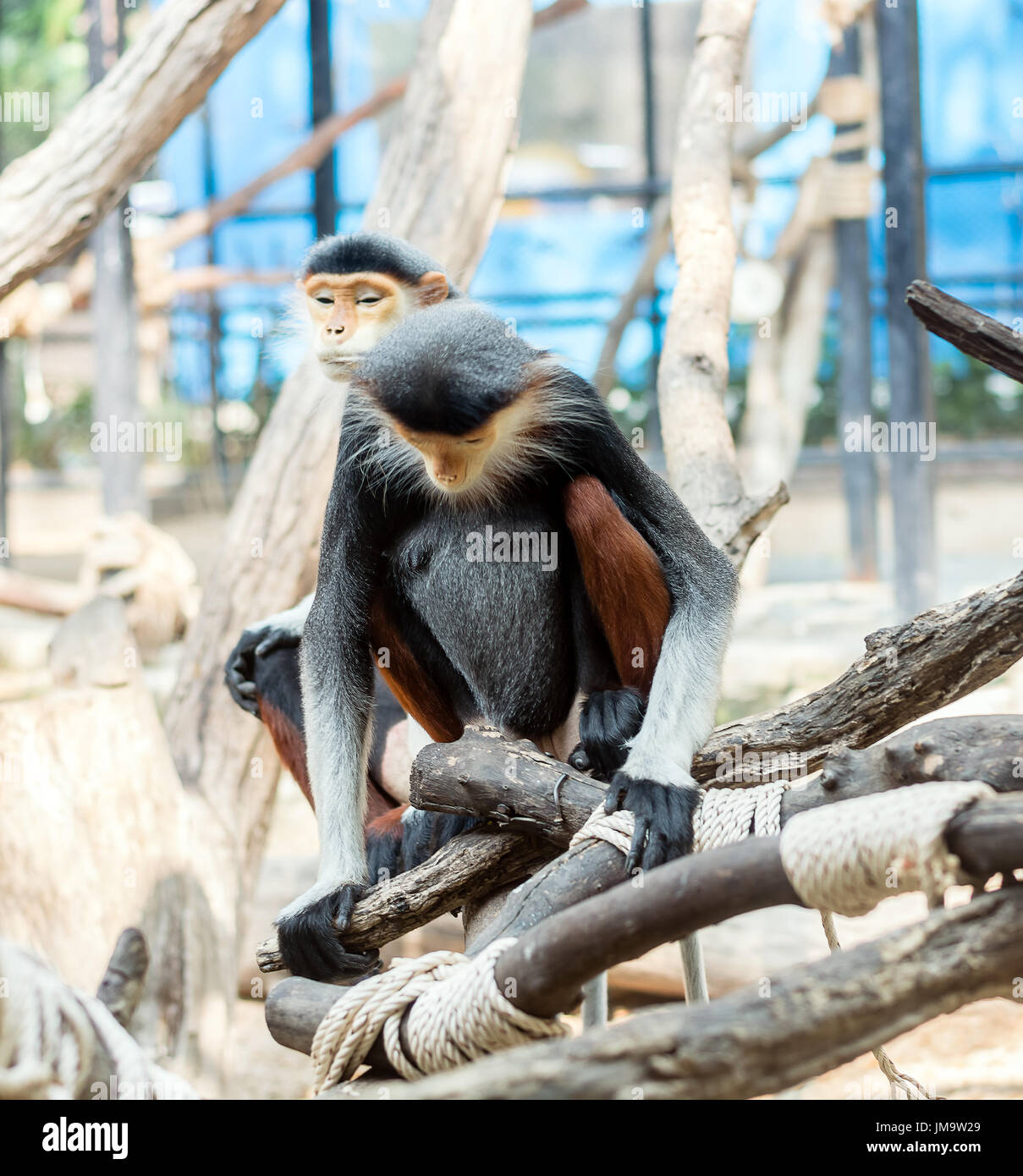 Red-shanked Douc Langur or Pygathrix nemaeus Stock Photo - Alamy