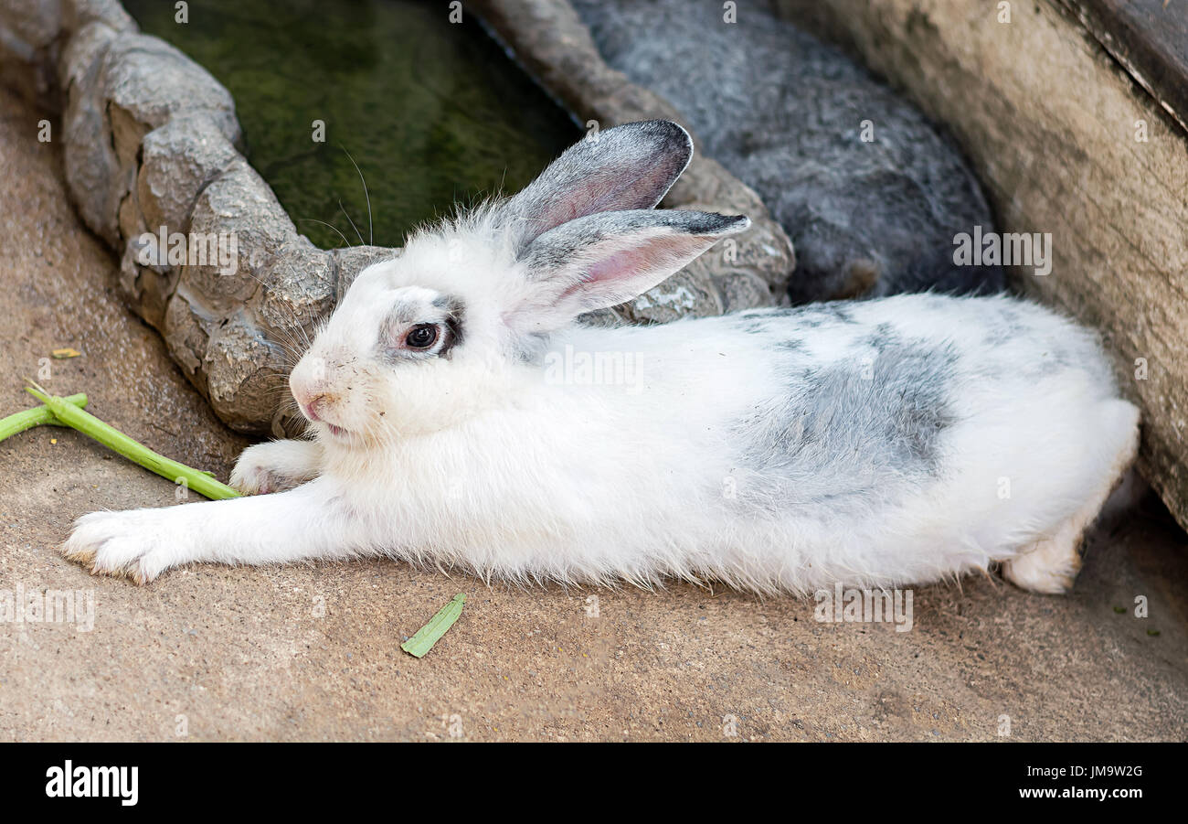 Cute white rabbit sitting and looking forward Stock Photo - Alamy