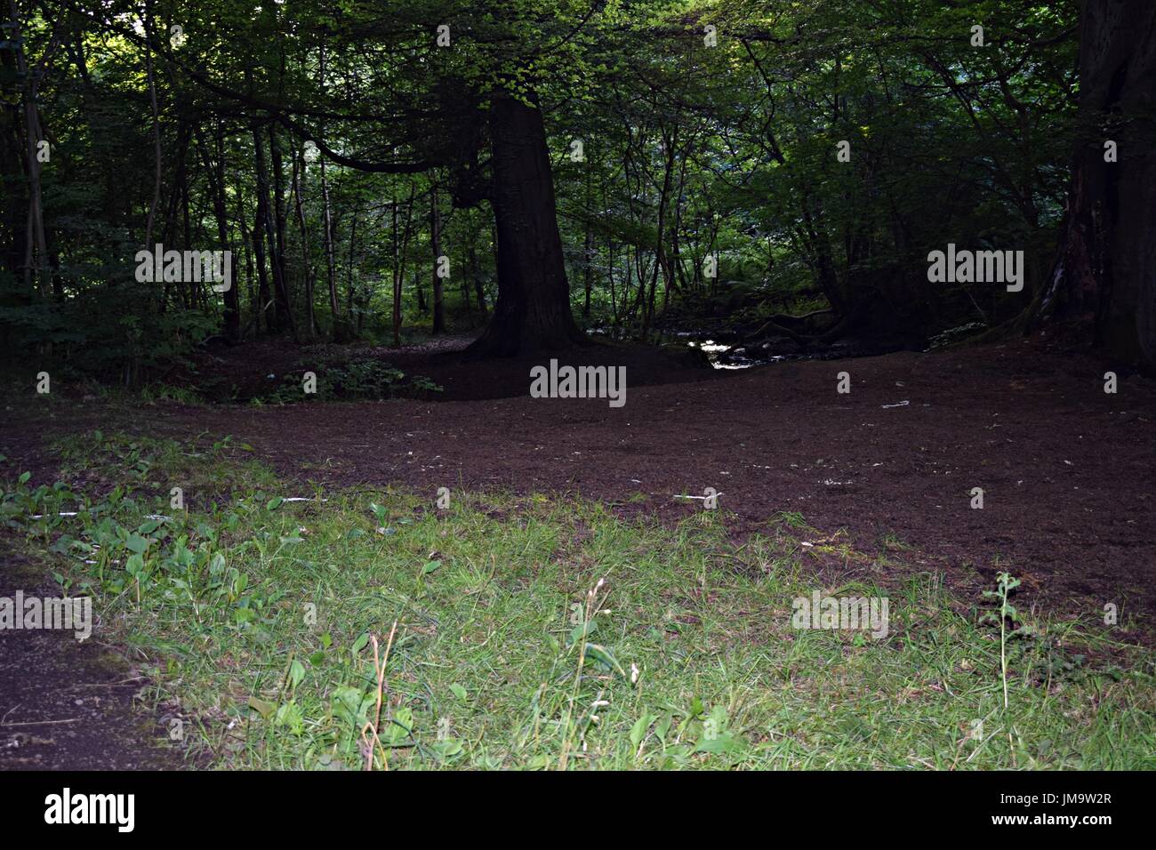 random pictures of nature in the woods Stock Photo - Alamy