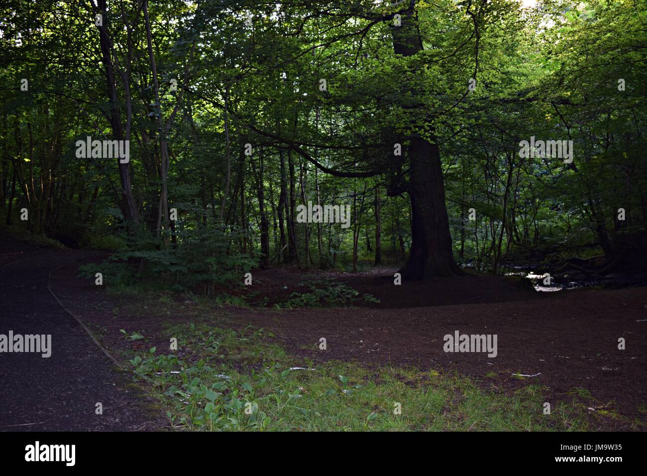 random pictures of nature in the woods Stock Photo - Alamy