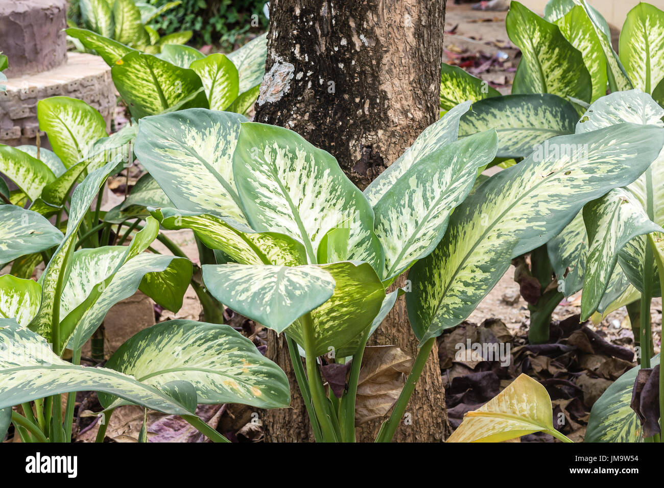 Pothos in the garden Stock Photo - Alamy