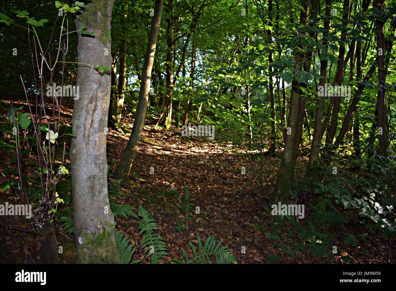 random pictures of nature in the woods Stock Photo - Alamy