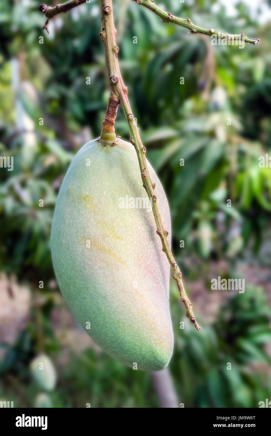 Mango tree in Thailand Stock Photo - Alamy