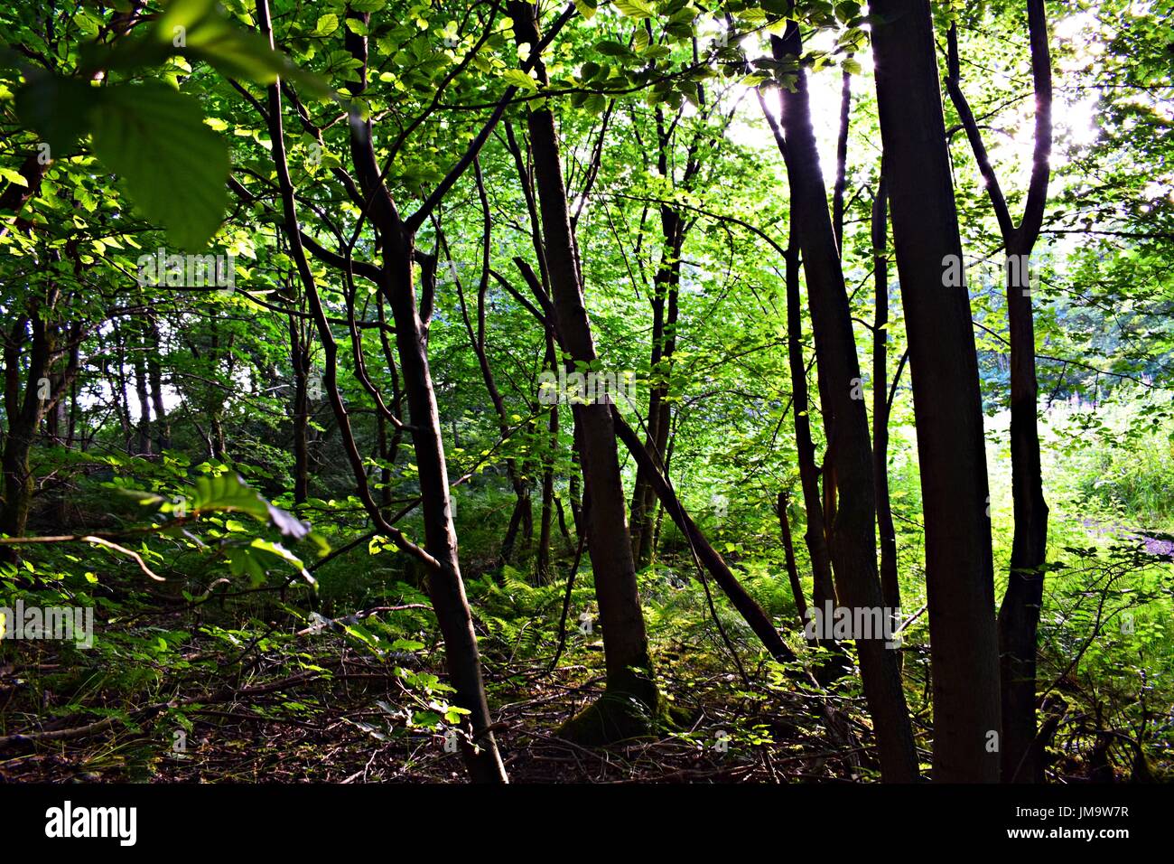 random pictures of nature in the woods Stock Photo - Alamy