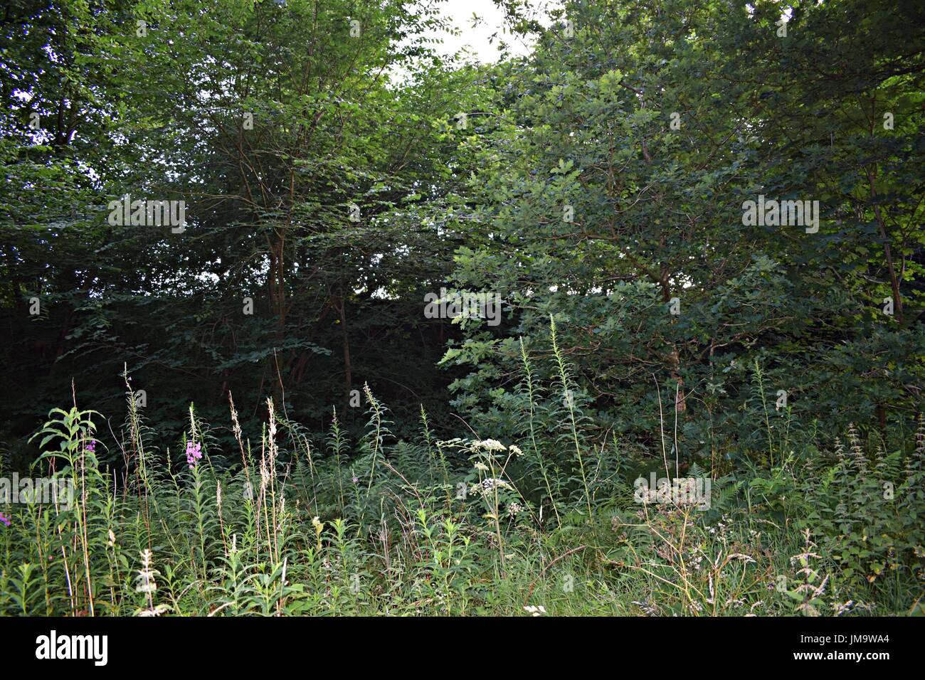 random pictures of nature in the woods Stock Photo - Alamy